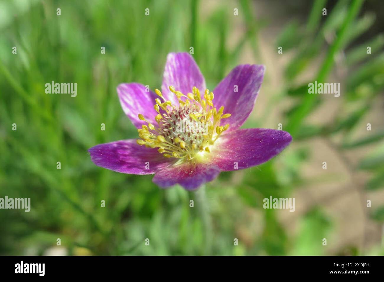 Pacific Anemone (Anemone multifida tetonensis) Plantae Stock Photo - Alamy