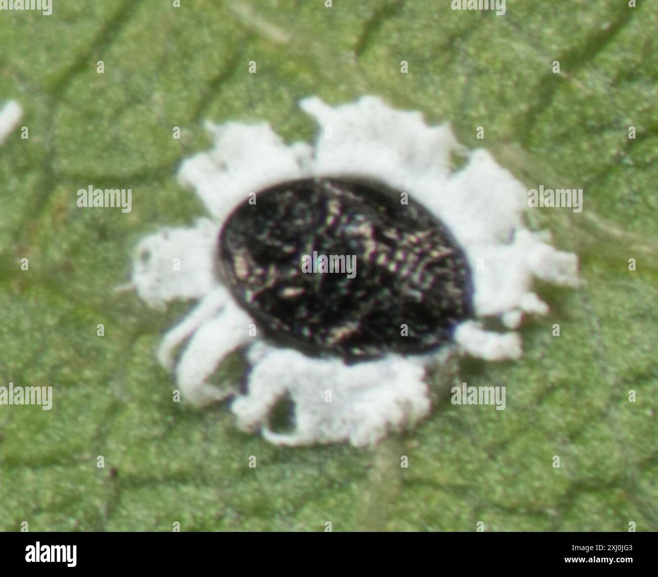 Mulberry Whitefly (Tetraleurodes mori) Insecta Stock Photo - Alamy