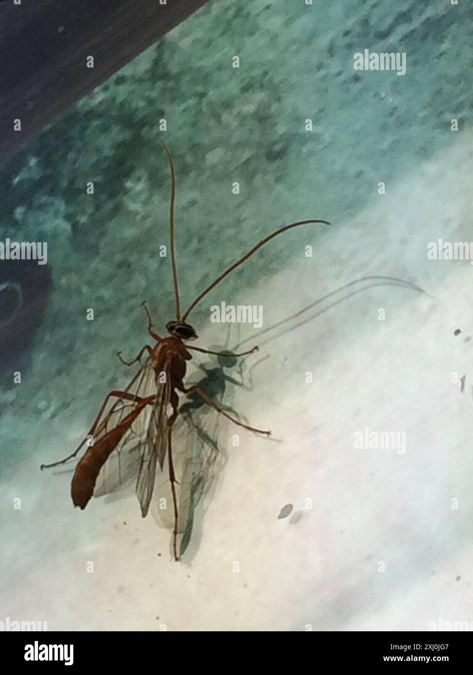 Short-tailed Ichneumonid Wasps (Ophioninae) Insecta Stock Photo - Alamy