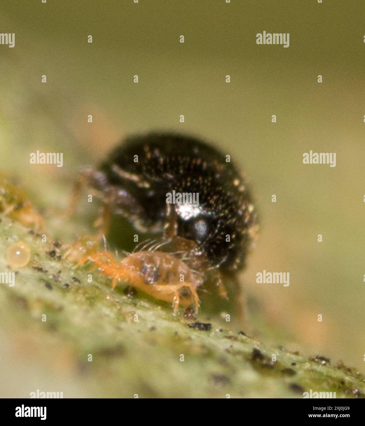 Spider Mite Destroyer (Stethorus punctum) Insecta Stock Photo - Alamy