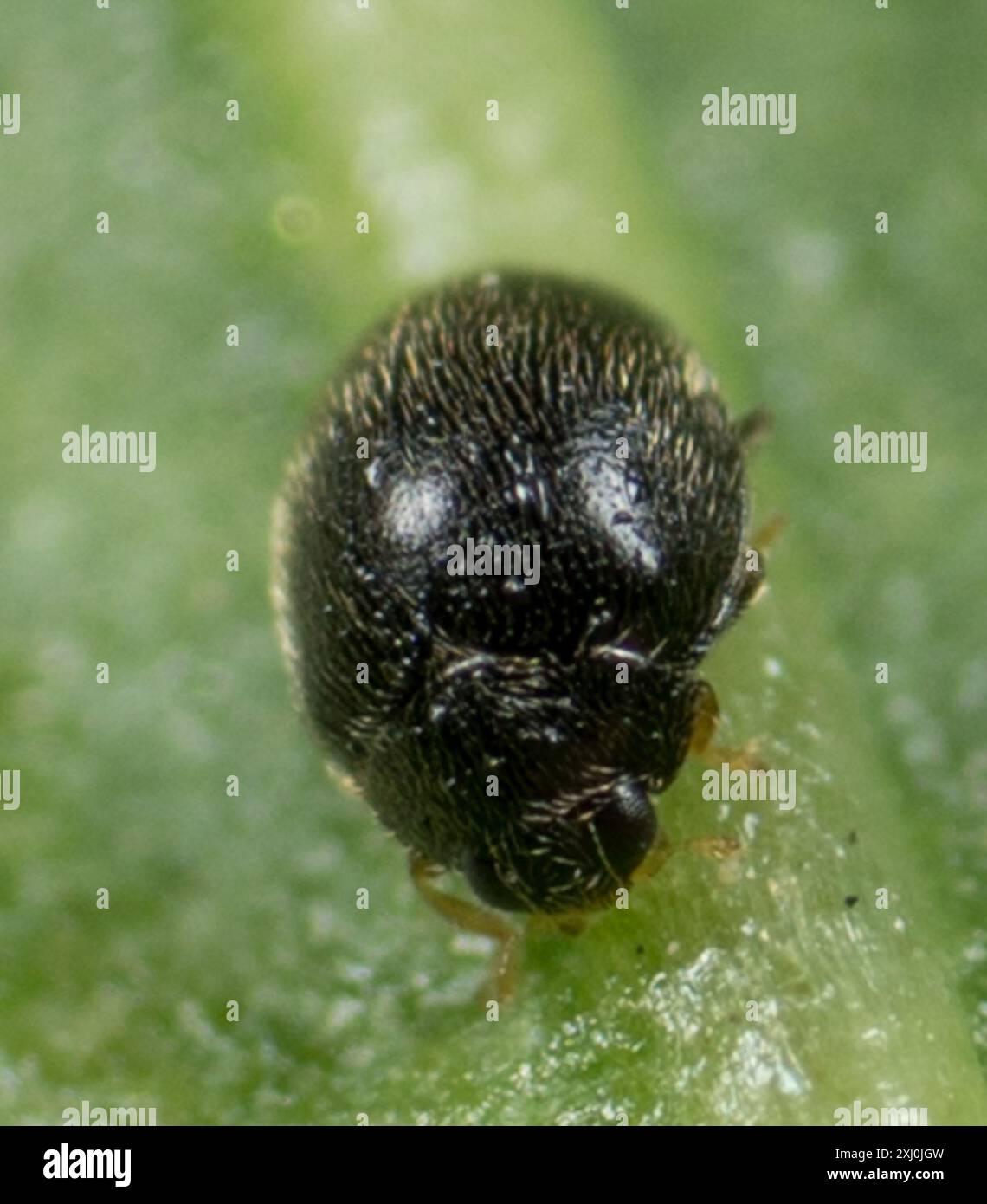 Spider Mite Destroyer (Stethorus punctum) Insecta Stock Photo - Alamy