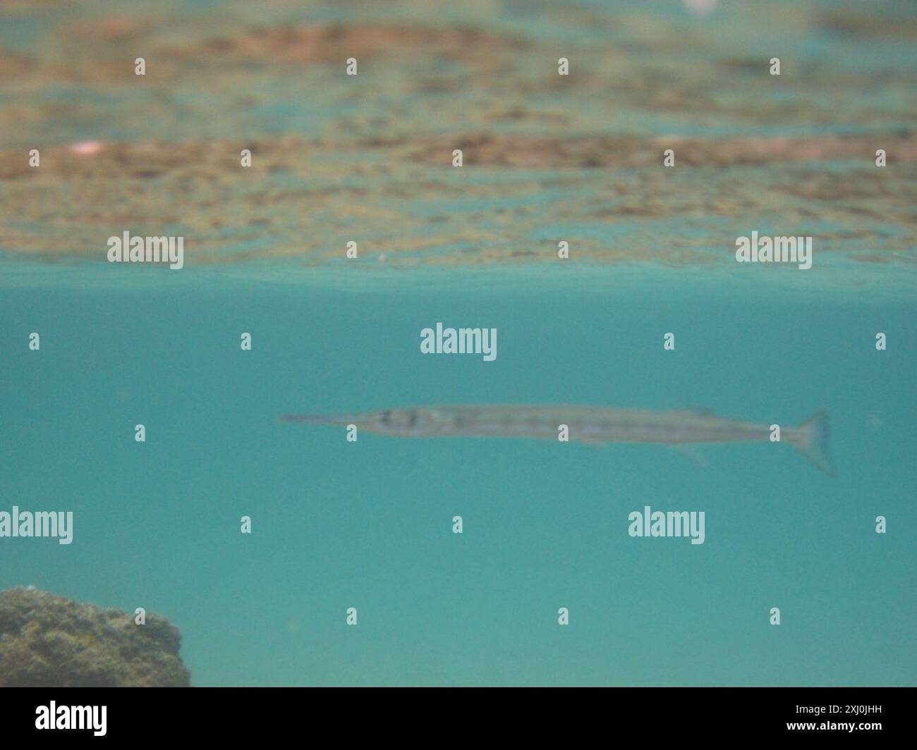 (Tylosurus crocodilus crocodilus) Actinopterygii Stock Photo - Alamy