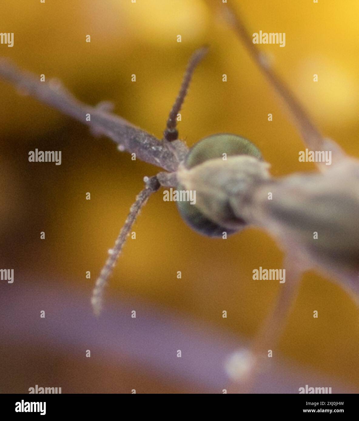 Limoniid Crane Flies (Limoniidae) Insecta Stock Photo - Alamy