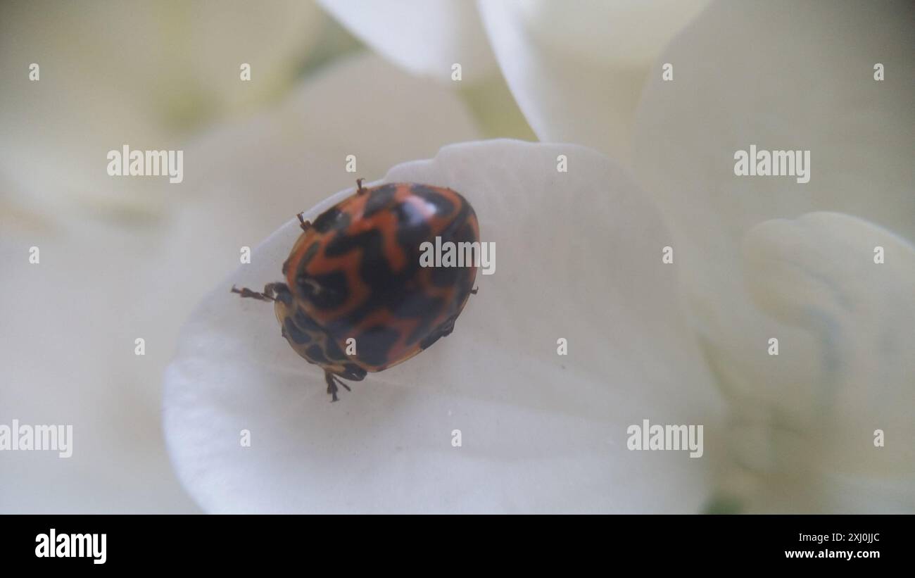 Tasmanian Ladybird (Cleobora mellyi) Insecta Stock Photo - Alamy