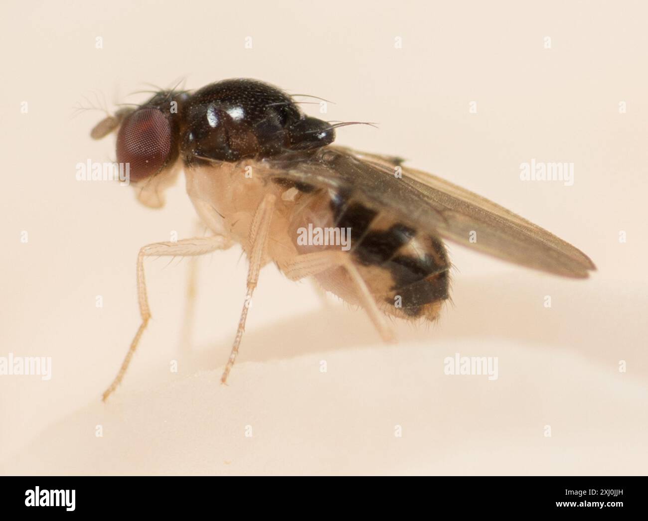 (Mycodrosophila stalkeri) Insecta Stock Photo - Alamy