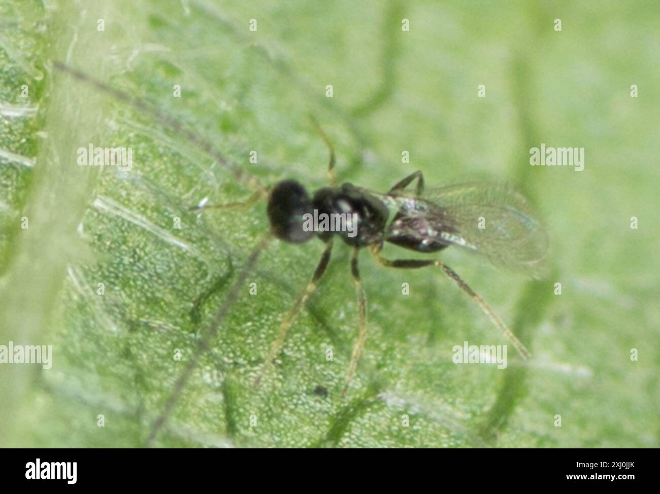 Fairy Wasps (Mymaridae) Insecta Stock Photo - Alamy