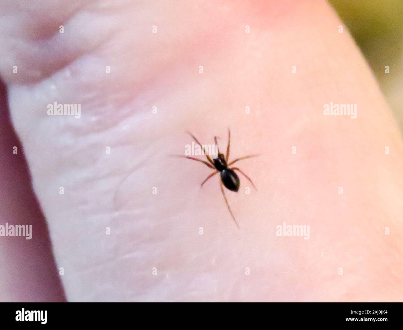 Linyphiidae sheetweb weavers hi-res stock photography and images - Alamy