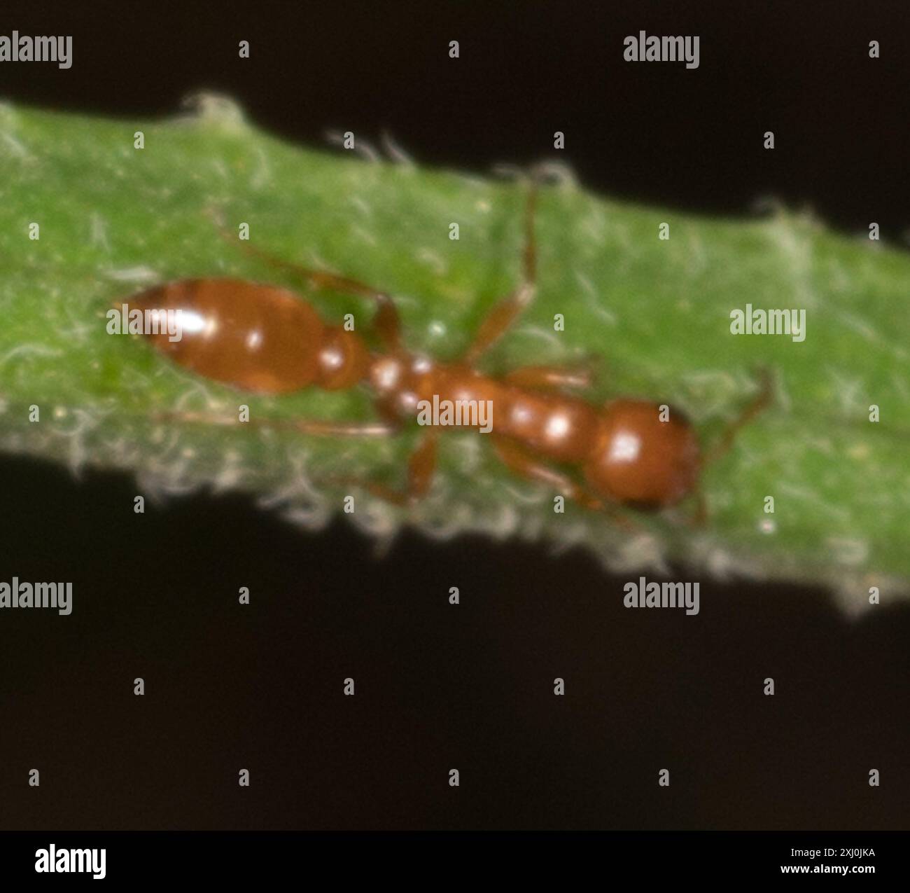 Apache Twig Ant (Pseudomyrmex apache) Insecta Stock Photo - Alamy