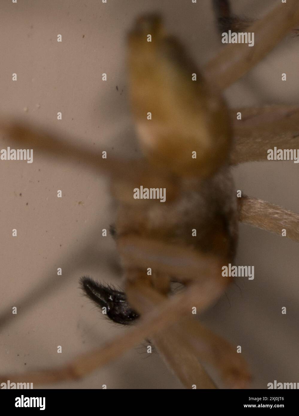 Longlegged Sac Spiders (Cheiracanthium) Arachnida Stock Photo - Alamy