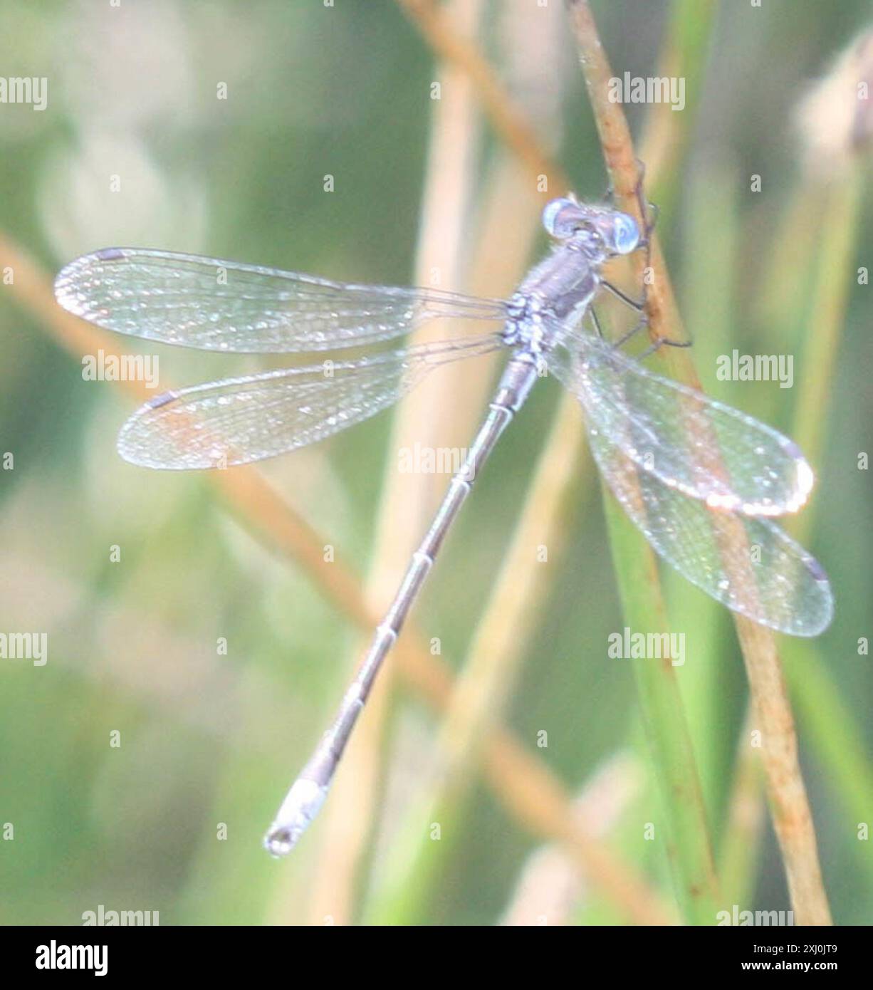Black Spreadwing (Lestes stultus) Insecta Stock Photo - Alamy
