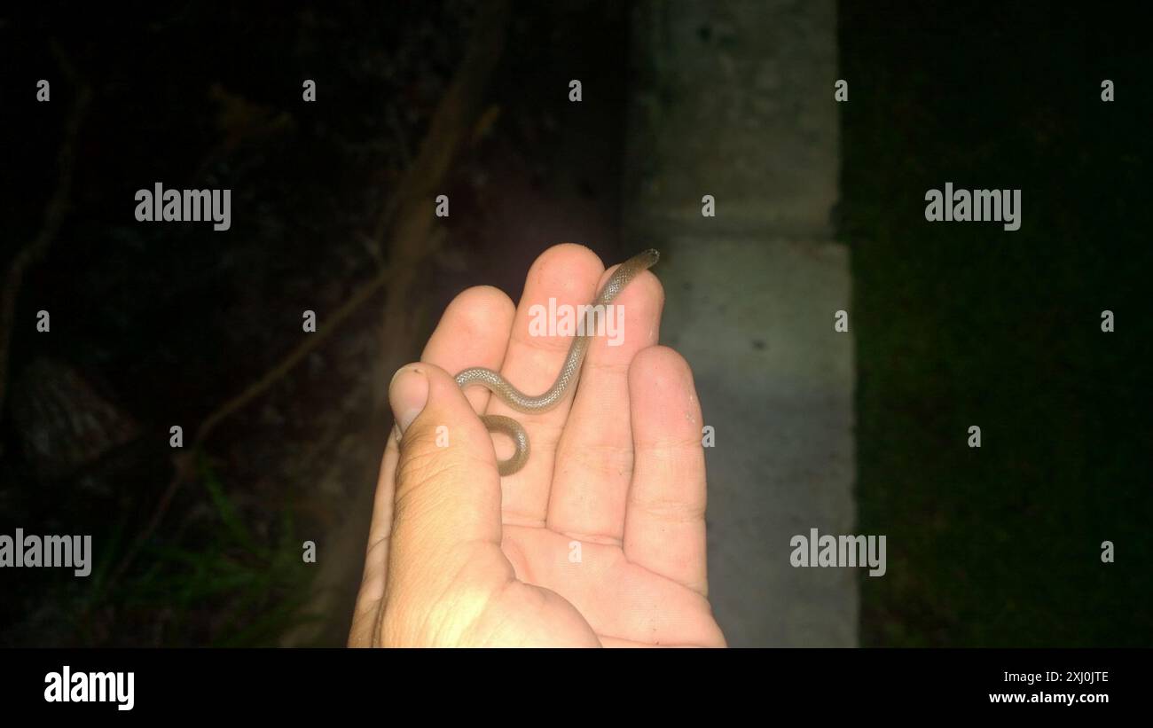 Tantilla snake hi-res stock photography and images - Alamy