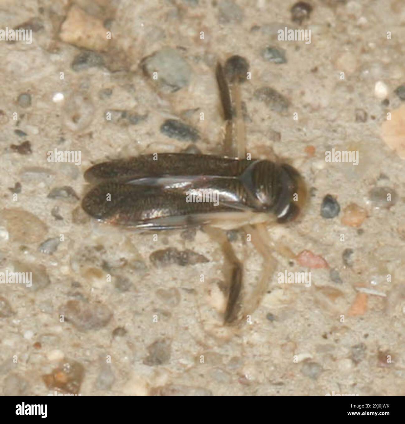Water Boatmen (Corixidae) Insecta Stock Photo - Alamy
