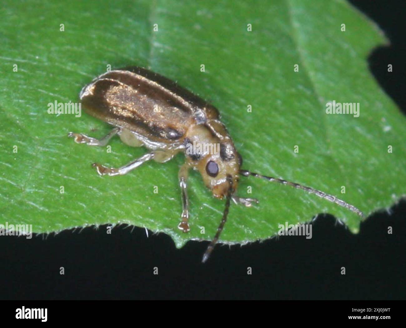 Viburnum Leaf Beetle (Pyrrhalta viburni) Insecta Stock Photo - Alamy