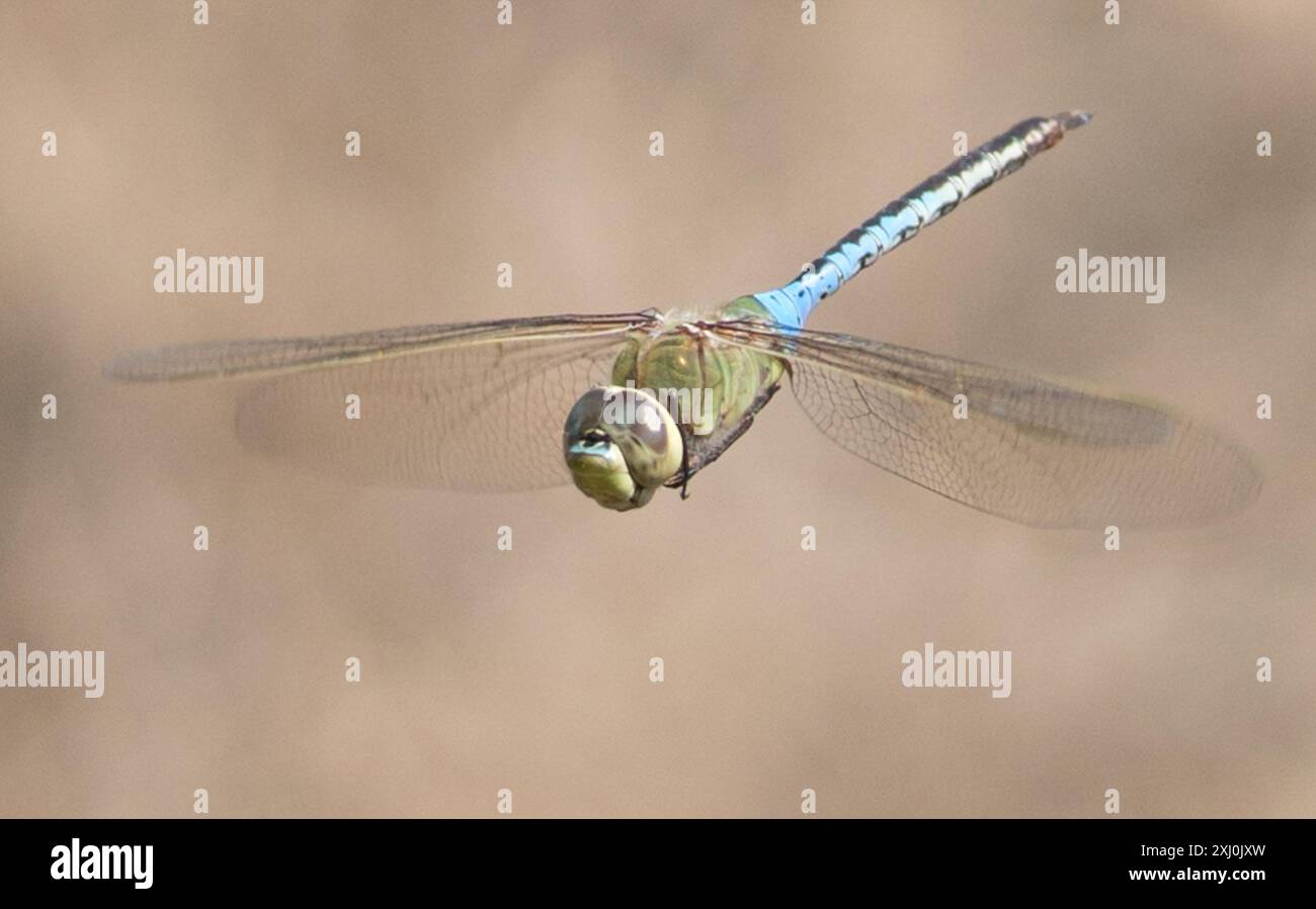 Common Green Darner (Anax junius) Insecta Stock Photo - Alamy
