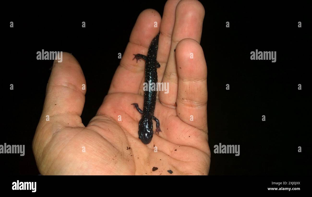 Western Slimy Salamander (Plethodon albagula) Amphibia Stock Photo - Alamy
