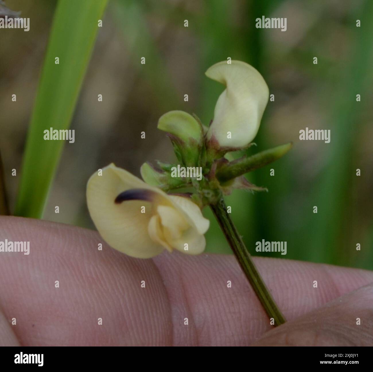 trailing fuzzy-bean (Strophostyles helvola) Plantae Stock Photo - Alamy