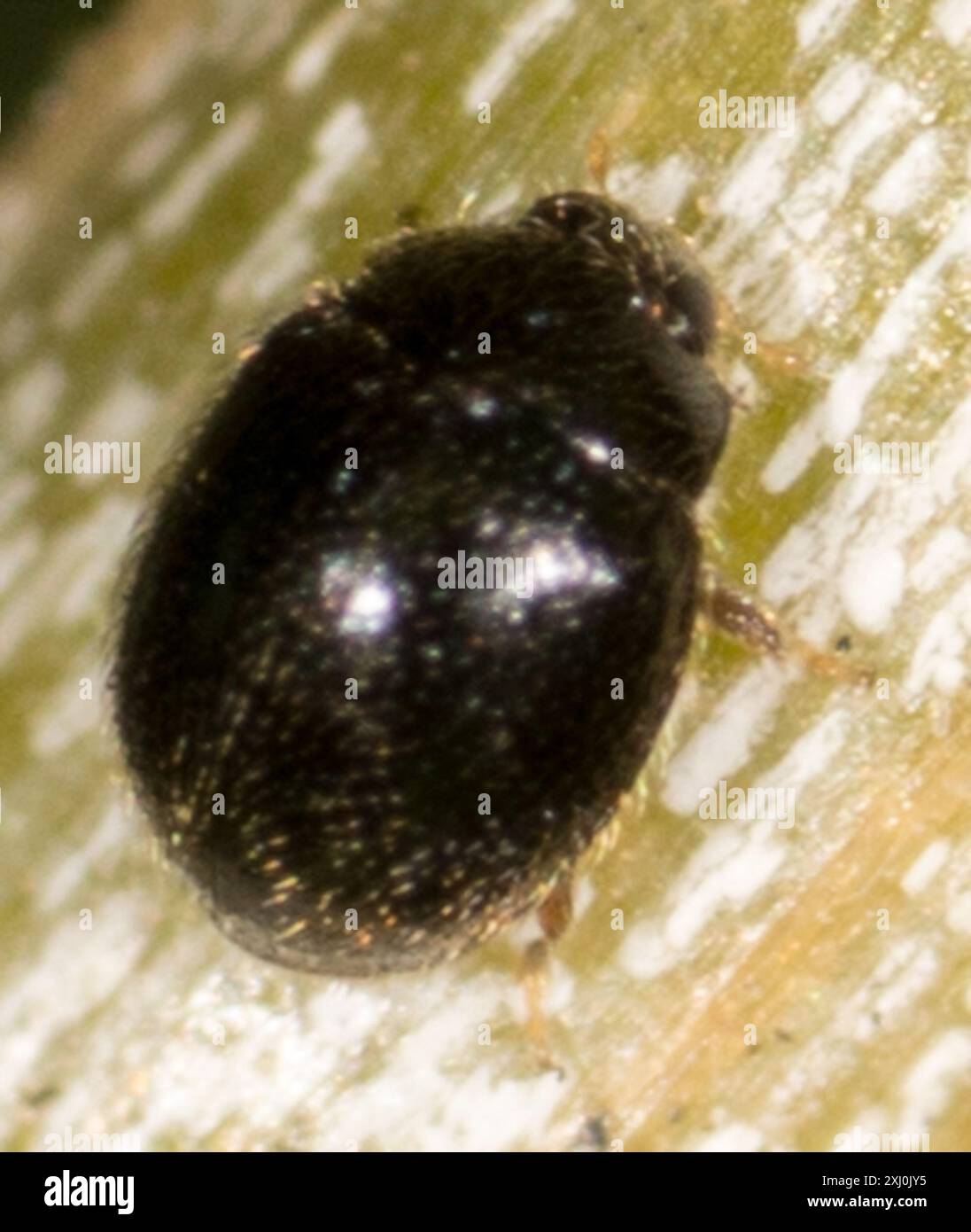 Spider Mite Destroyer (Stethorus punctum) Insecta Stock Photo - Alamy