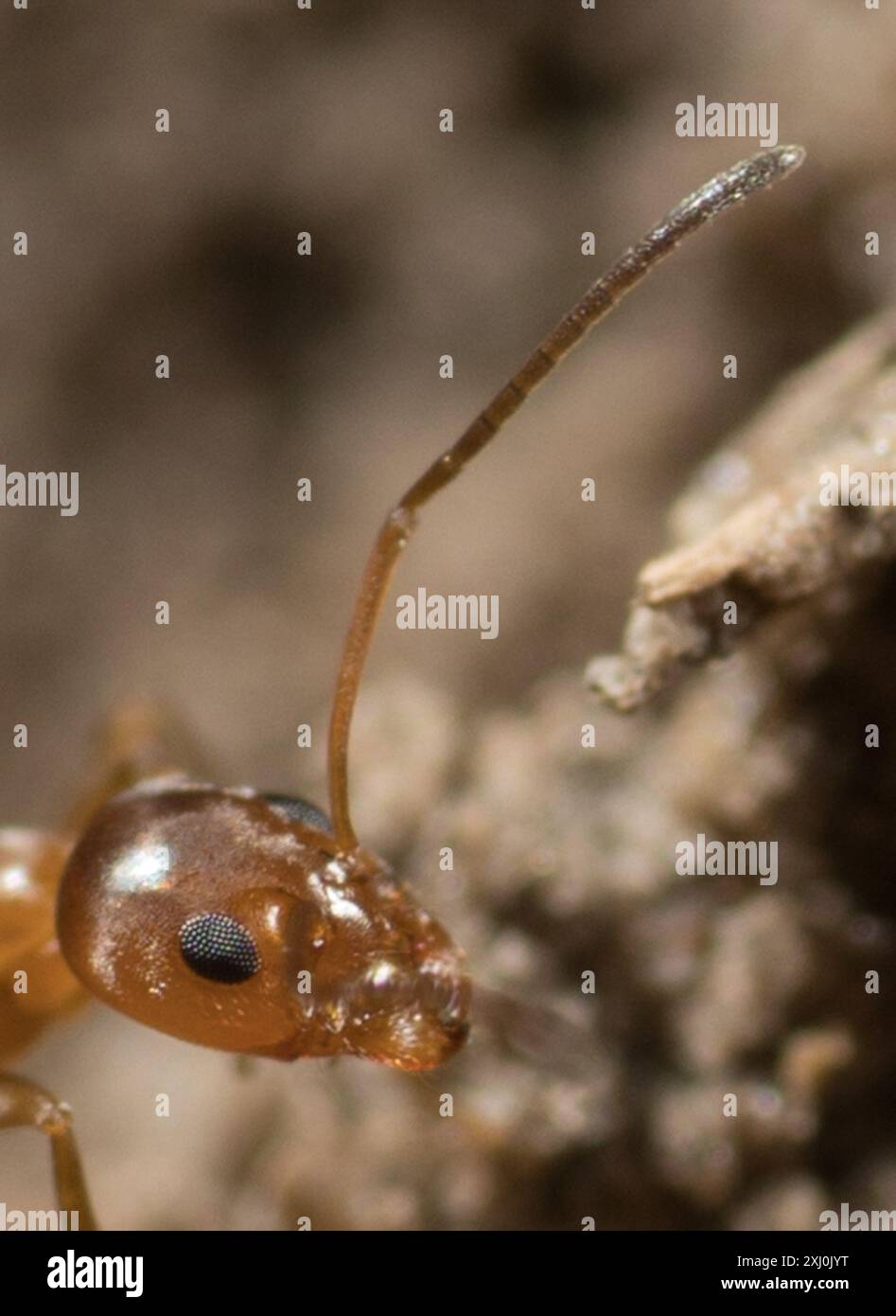 Yellow Pyramid Ant (Dorymyrmex flavus) Insecta Stock Photo - Alamy
