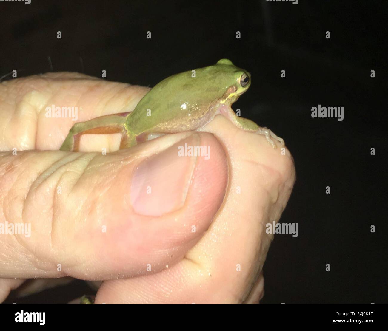 Squirrel Treefrog (Hyla squirella) Amphibia Stock Photo - Alamy