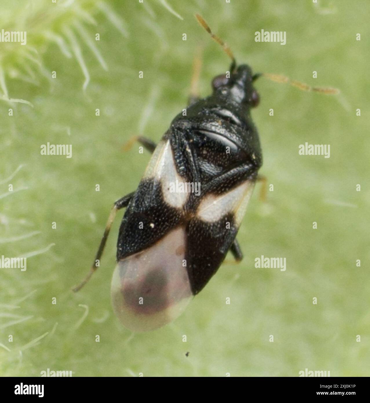 Minute pirate bugs (Anthocoridae) Insecta Stock Photo - Alamy