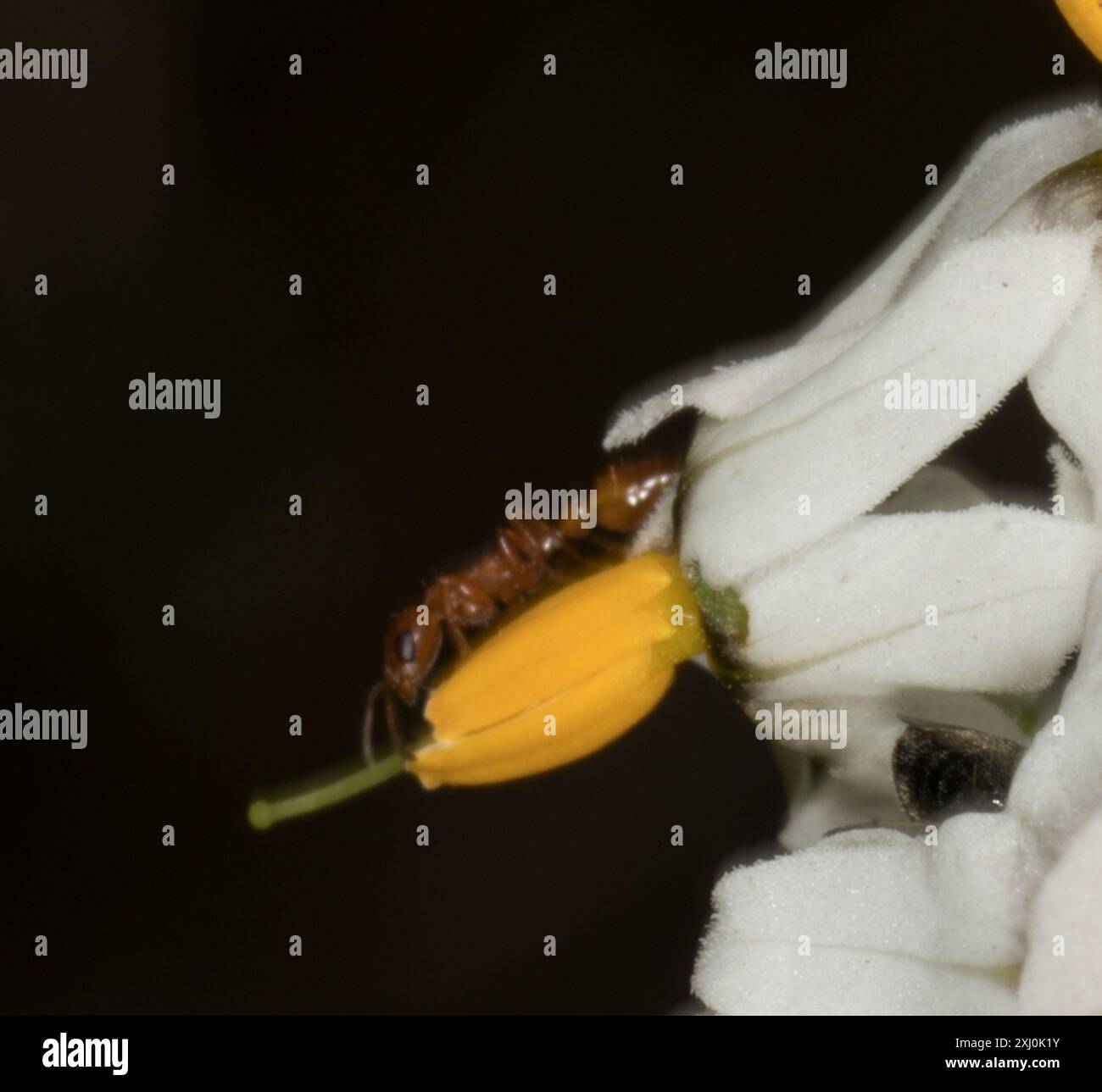 Apache Twig Ant (Pseudomyrmex apache) Insecta Stock Photo - Alamy