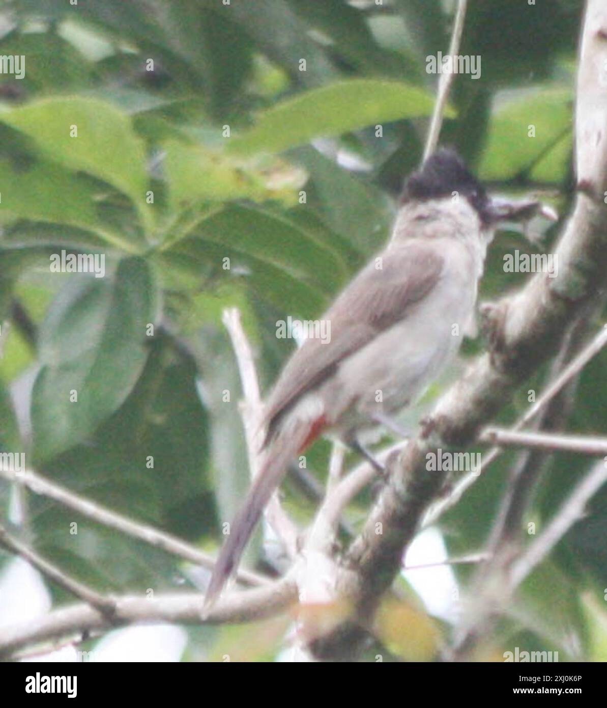 Sooty-headed Bulbul (Pycnonotus aurigaster) Aves Stock Photo - Alamy