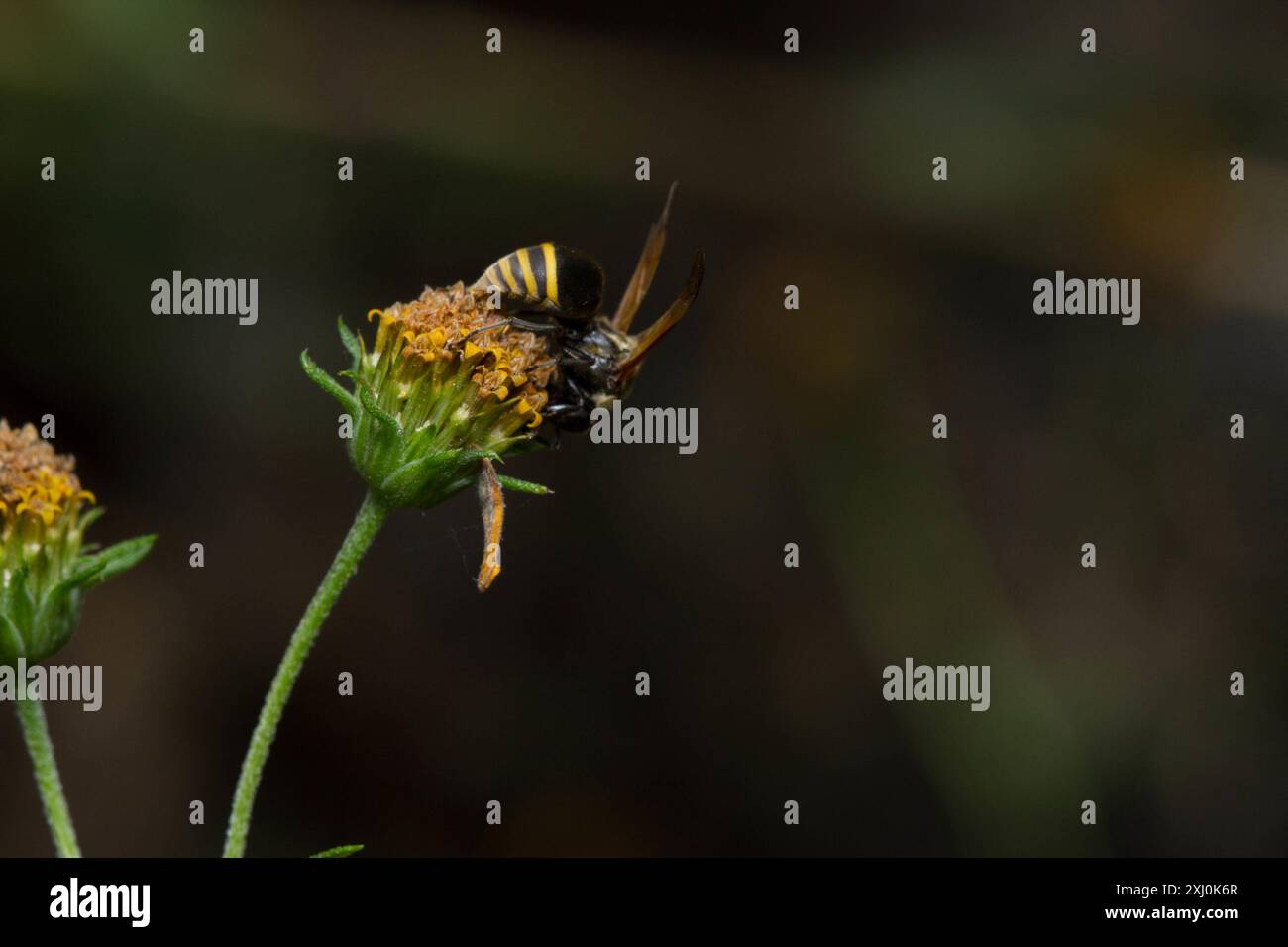 Mexican Honey Wasp (Brachygastra mellifica) Insecta Stock Photo - Alamy