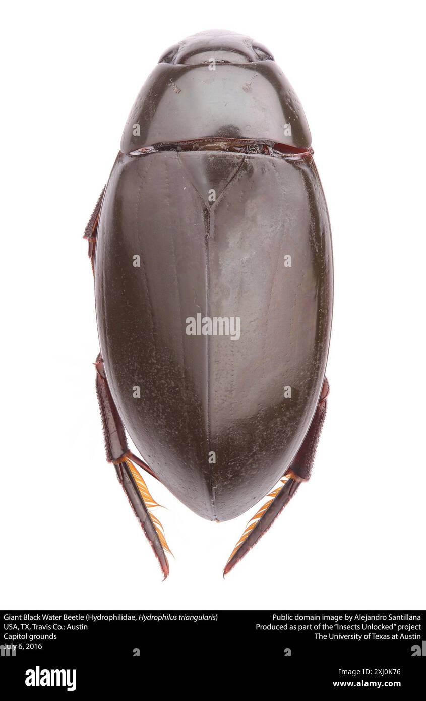 Giant Water Scavenger Beetle (Hydrophilus triangularis) Insecta Stock ...