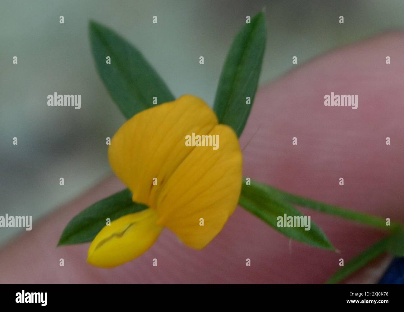 sidebeak pencilflower (Stylosanthes biflora) Plantae Stock Photo - Alamy