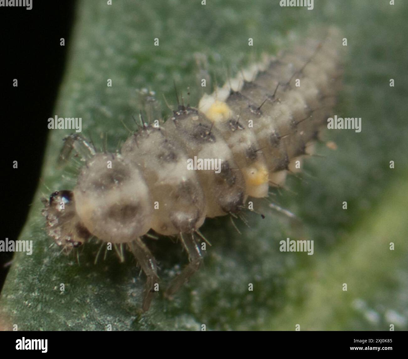 Kidney-spotted Fairy Lady Beetle (Psyllobora renifer) Insecta Stock ...