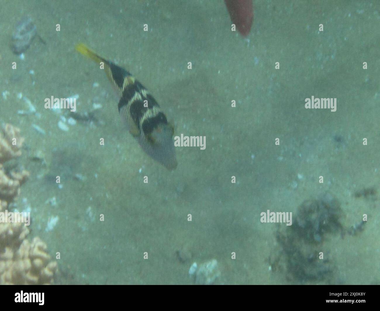 Blacksaddle Toby (Canthigaster valentini) Actinopterygii Stock Photo ...