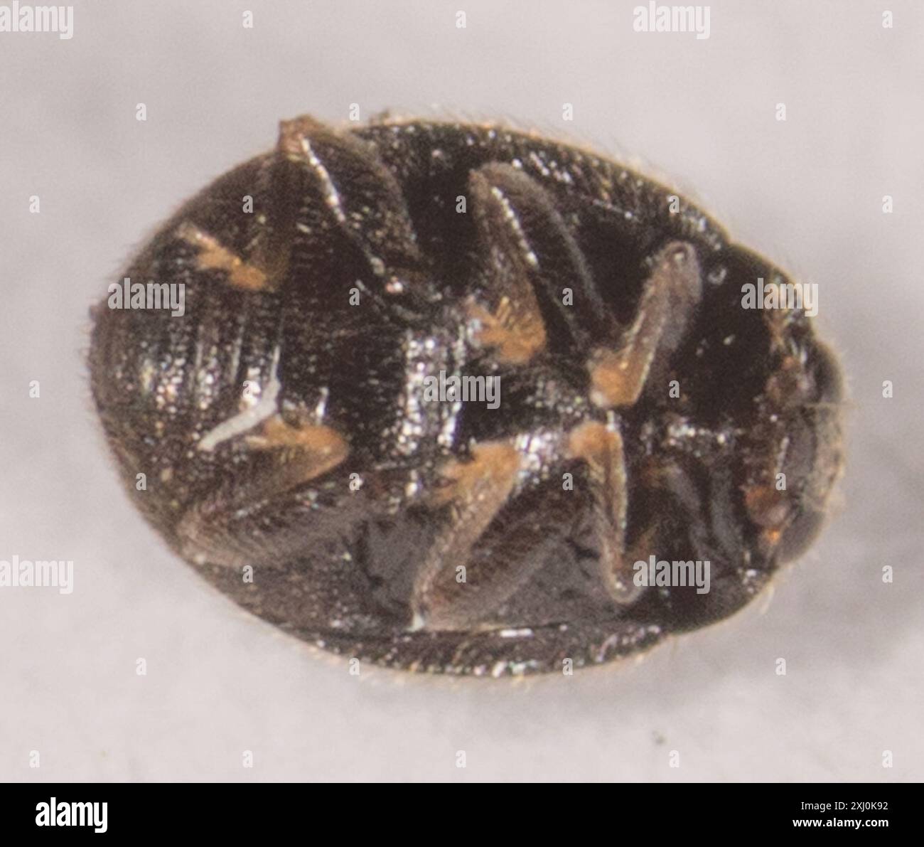 Spider Mite Destroyer (Stethorus punctum) Insecta Stock Photo - Alamy