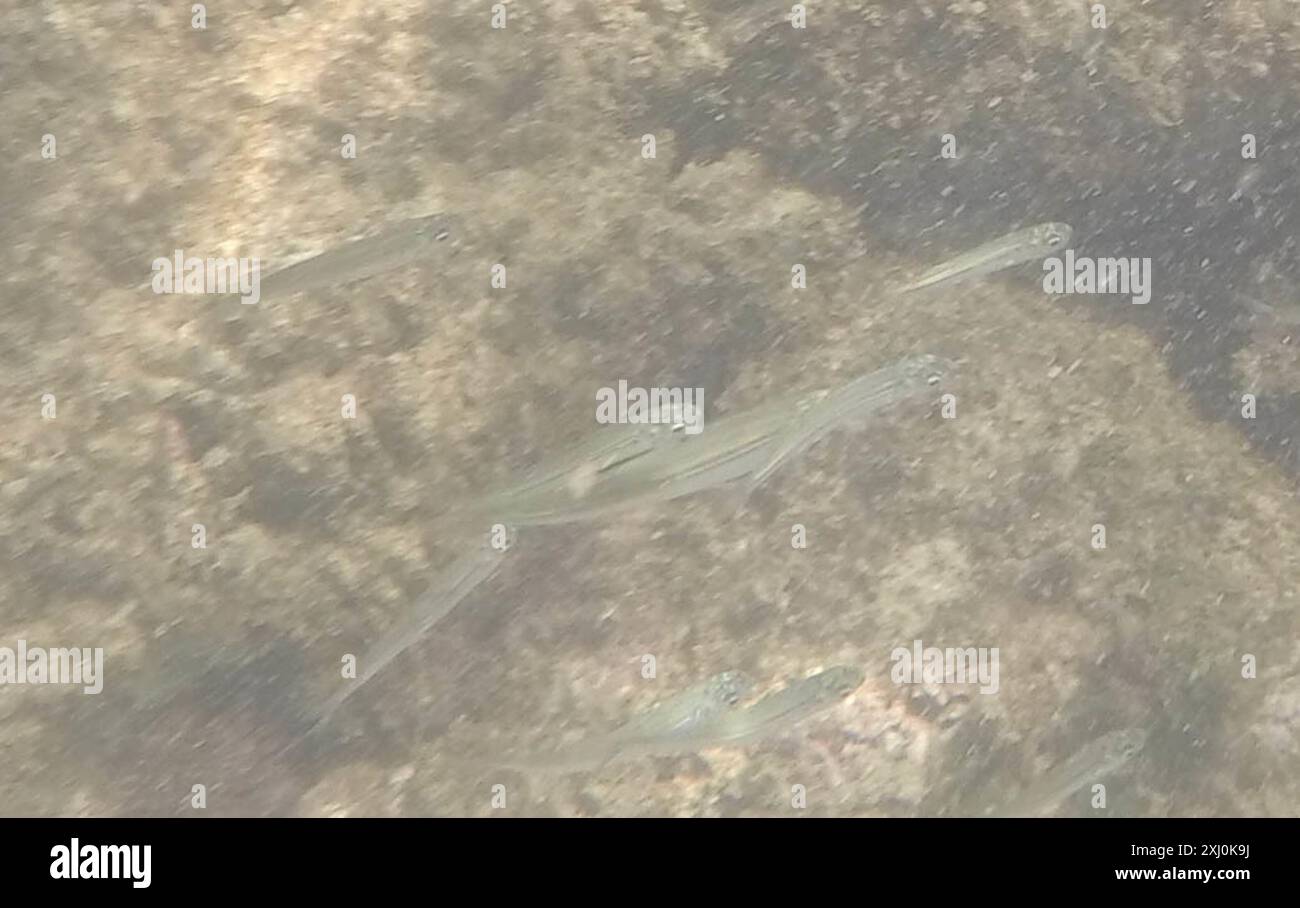 Sand Smelt (Atherina presbyter) Actinopterygii Stock Photo - Alamy