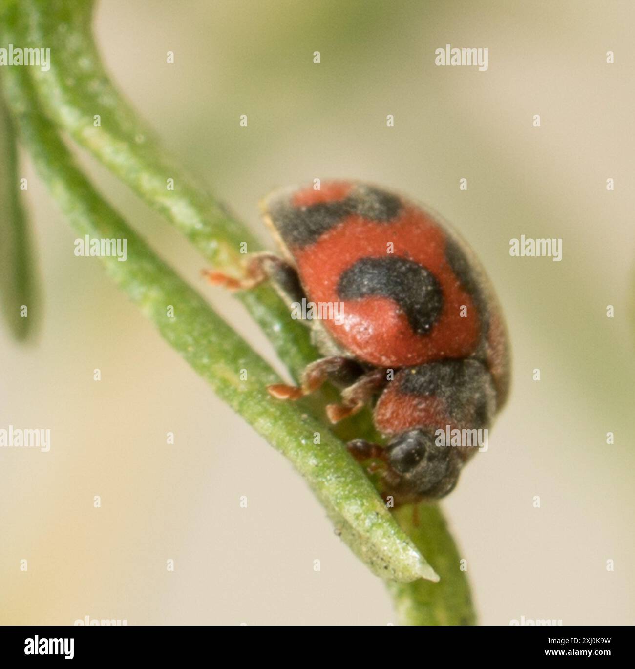 Vedalia Beetle (Novius cardinalis) Insecta Stock Photo - Alamy