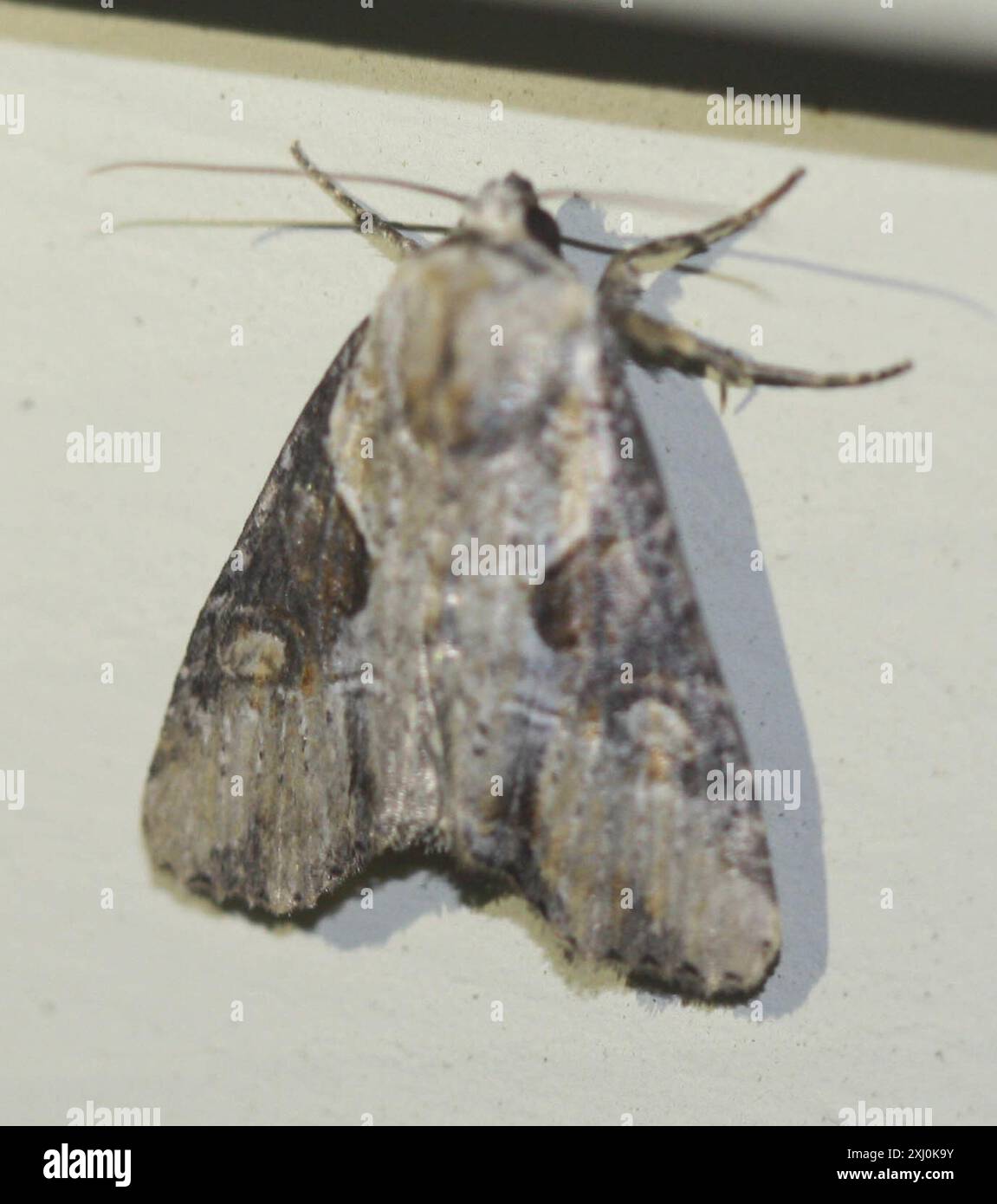 Lateroligia hi-res stock photography and images - Alamy