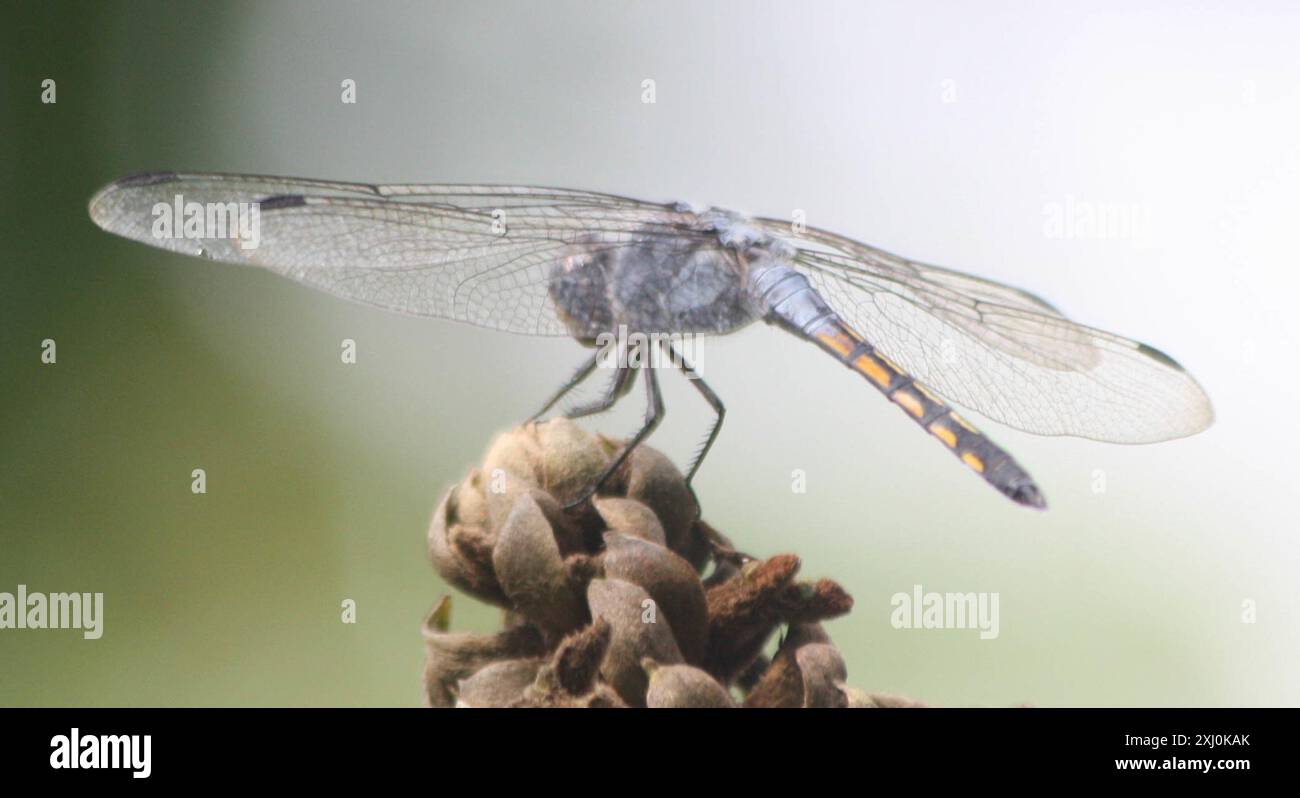 Swampwatcher hi-res stock photography and images - Alamy