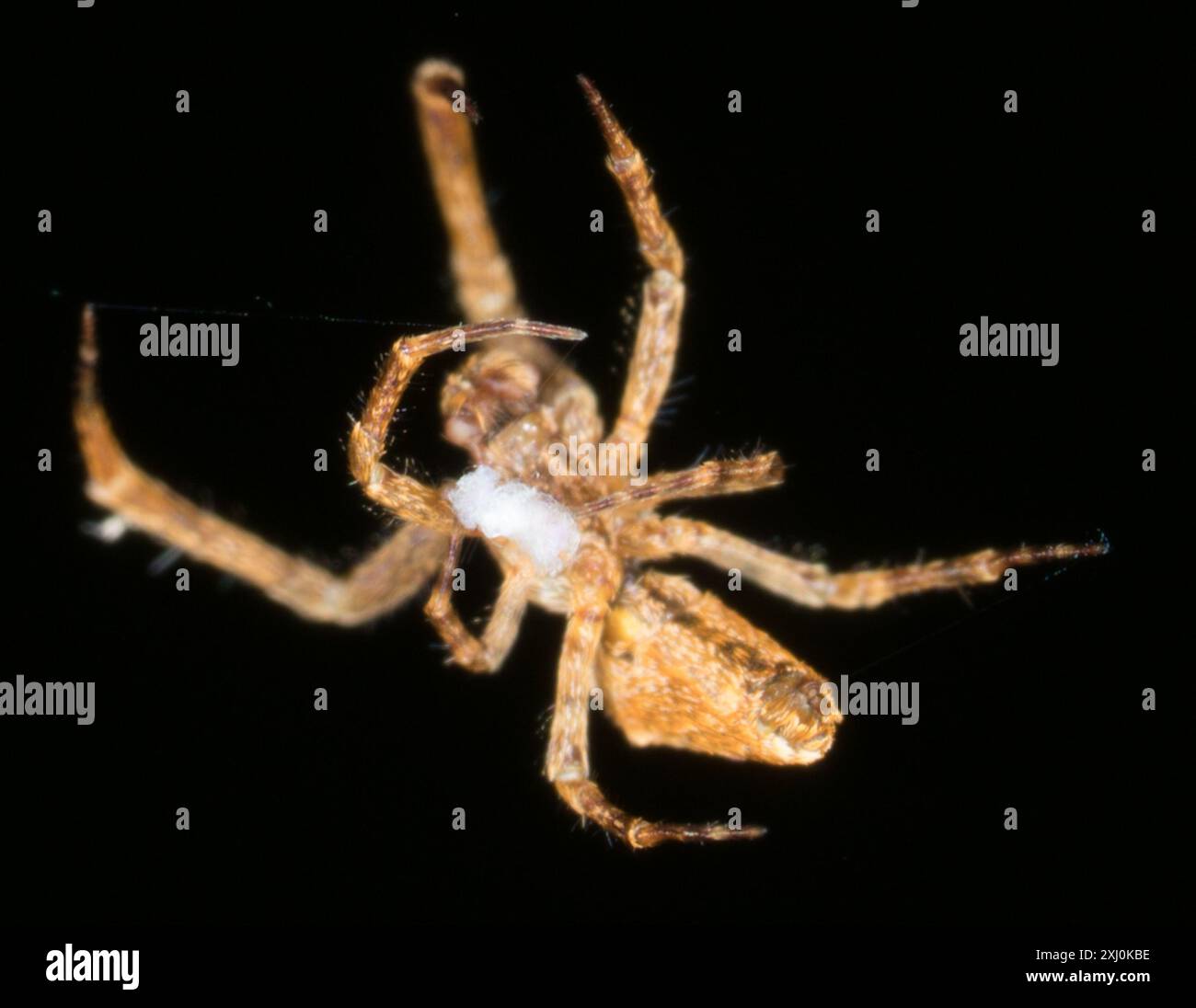 Feather-legged Spiders (Uloborus) Arachnida Stock Photo - Alamy