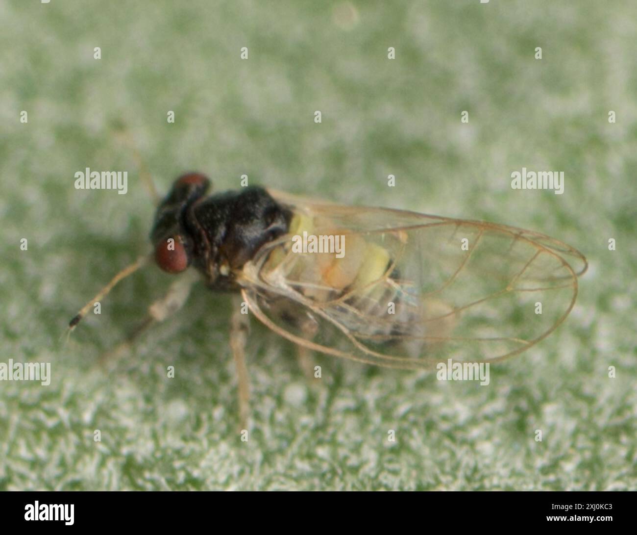 lemonade berry psyllid (Calophya californica) Insecta Stock Photo - Alamy