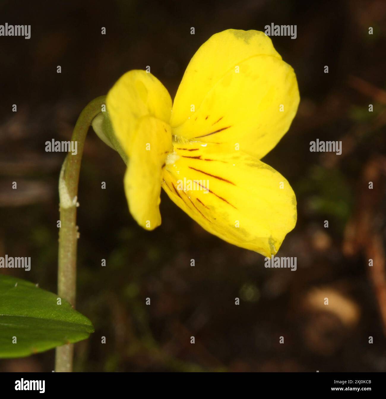 Redwood Violet (Viola sempervirens) Plantae Stock Photo - Alamy