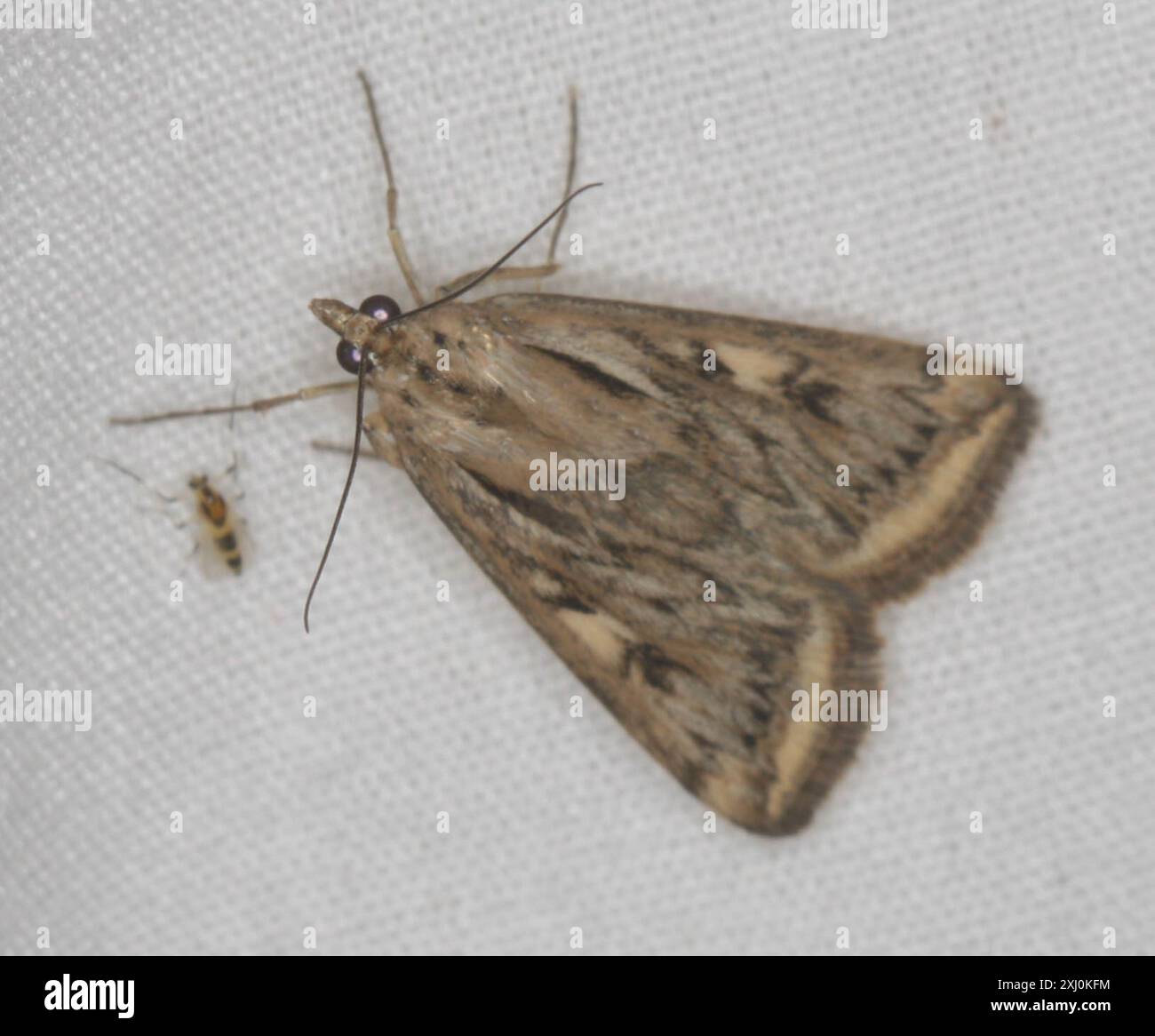 Alfalfa Webworm Moth (Loxostege cereralis) Insecta Stock Photo - Alamy