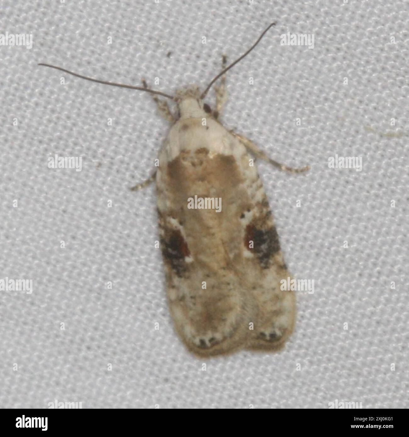Poison hemlock moth (Agonopterix alstroemeriana) Insecta Stock Photo ...