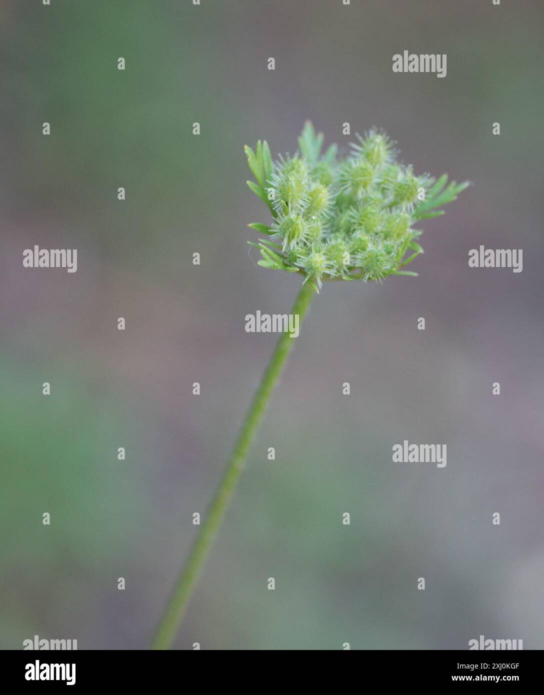 American wild carrot (Daucus pusillus) Plantae Stock Photo - Alamy