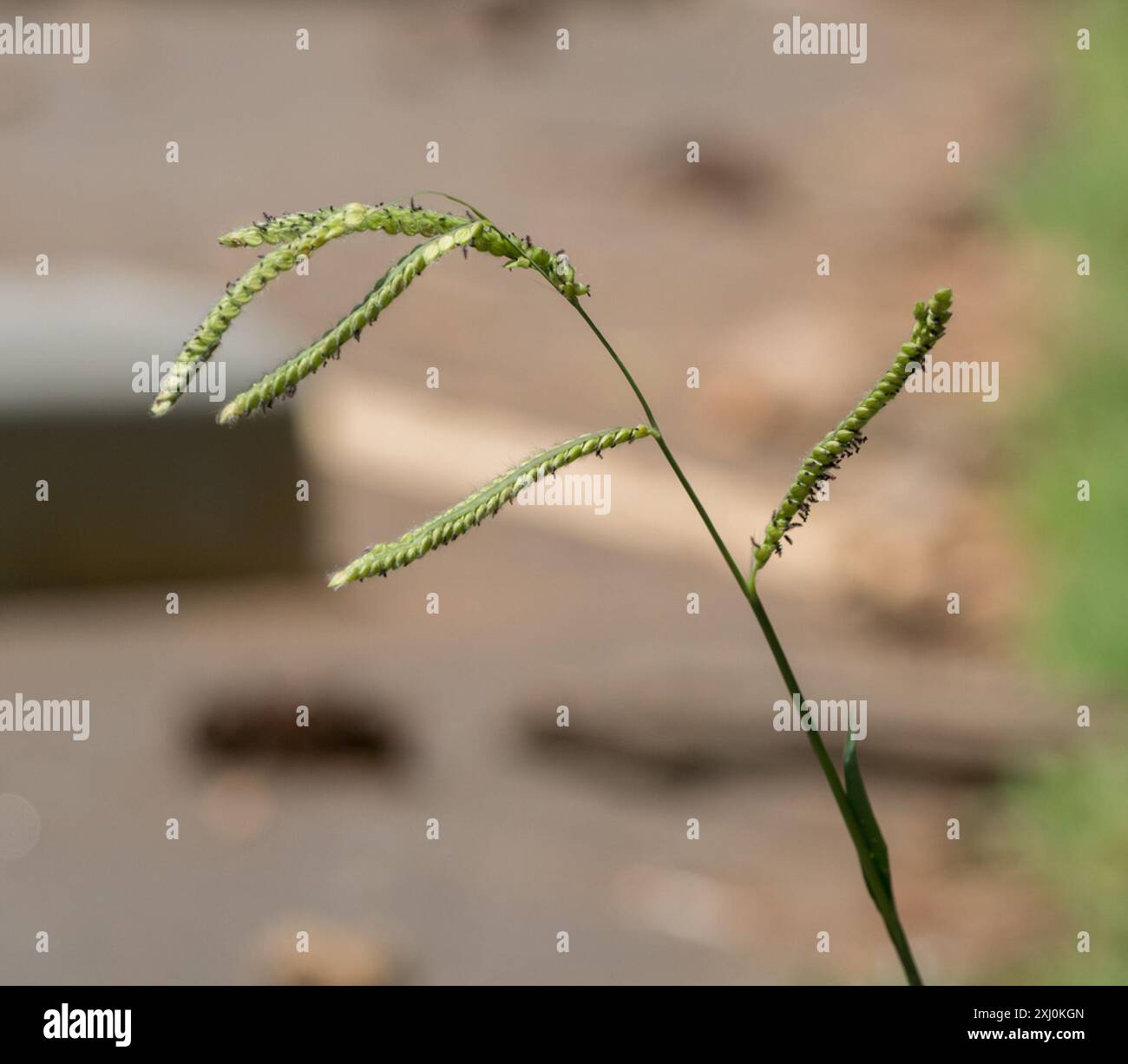 Dallis grass (Paspalum dilatatum) Plantae Stock Photo - Alamy