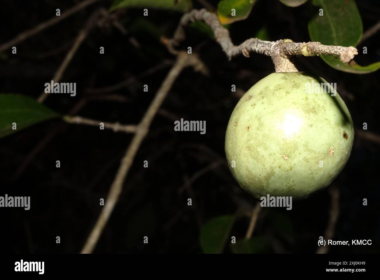 Black Monkey Orange (Strychnos madagascariensis) Plantae Stock Photo ...