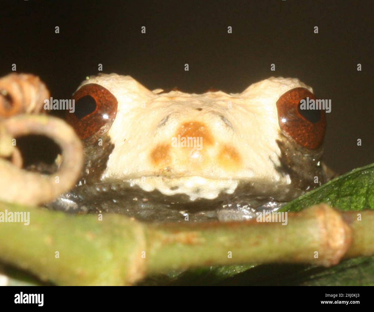 Dotted Bubble-nest Frog (Theloderma albopunctatum) Amphibia Stock Photo ...