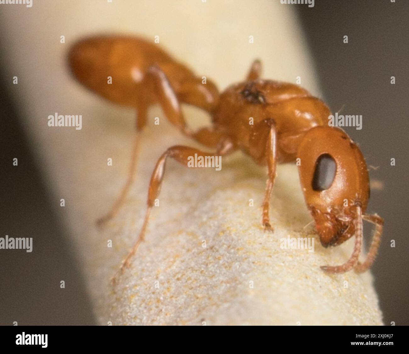 Pseudomyrmex apache hi-res stock photography and images - Alamy