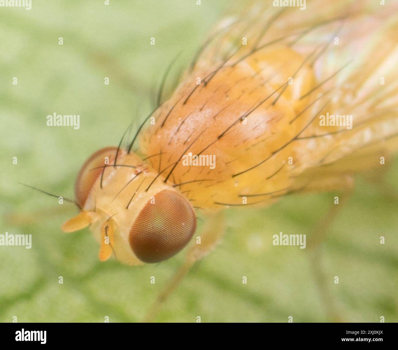 (Homoneura occidentalis) Insecta Stock Photo - Alamy