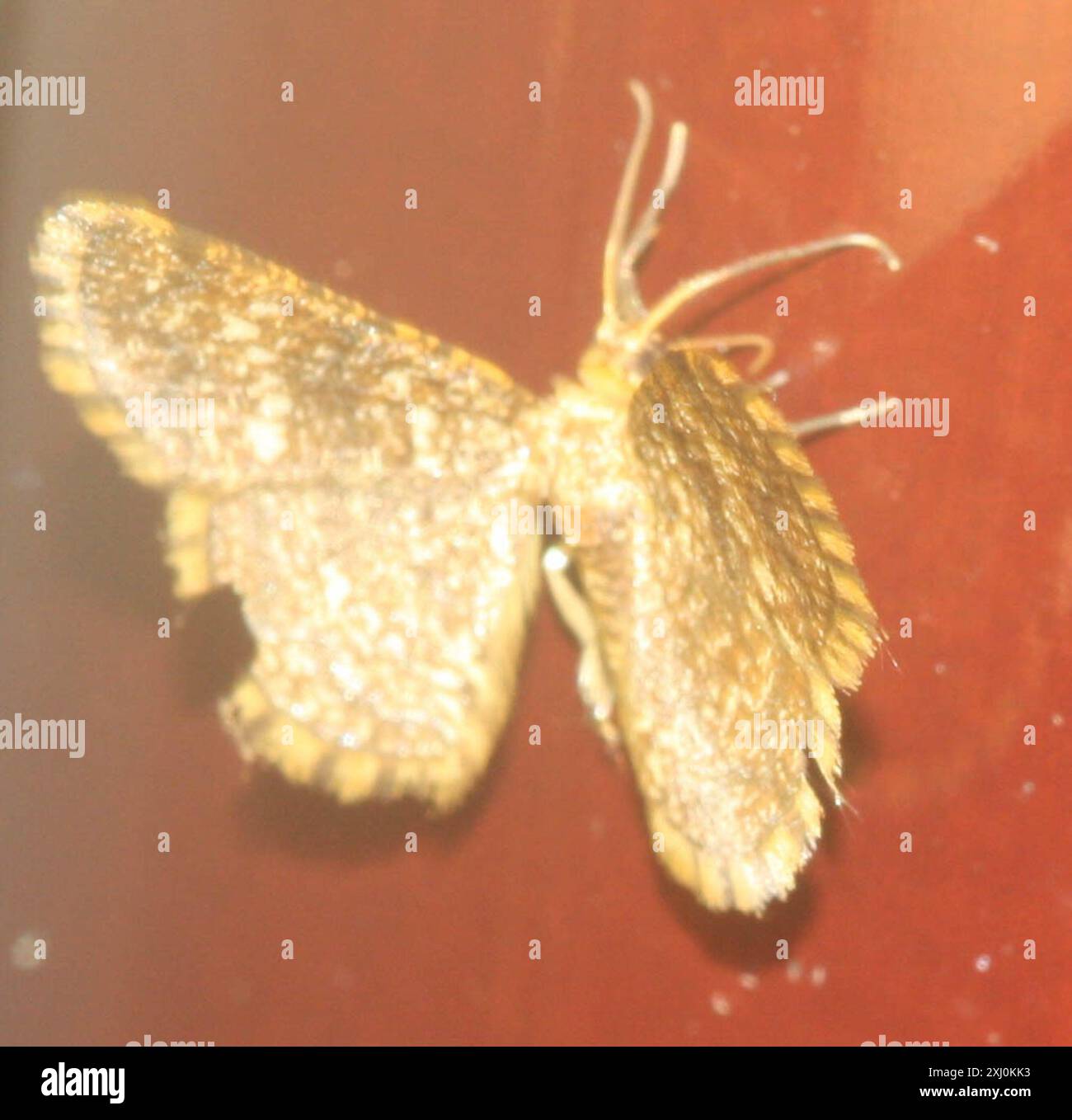 Geometer Moths (Geometridae) Insecta Stock Photo - Alamy