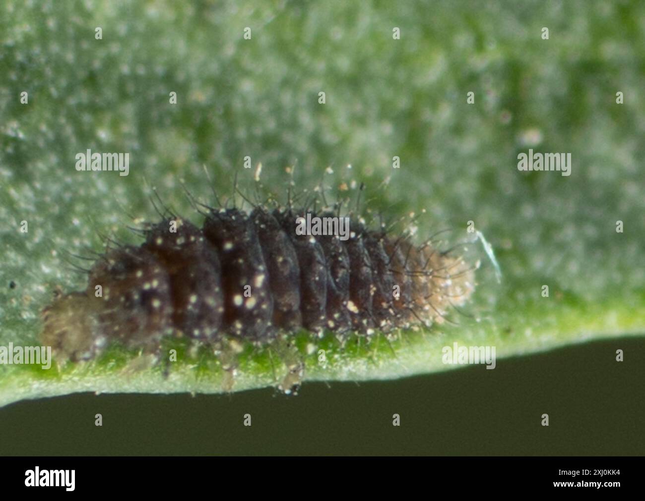 Spider Mite Destroyer (Stethorus punctum) Insecta Stock Photo - Alamy