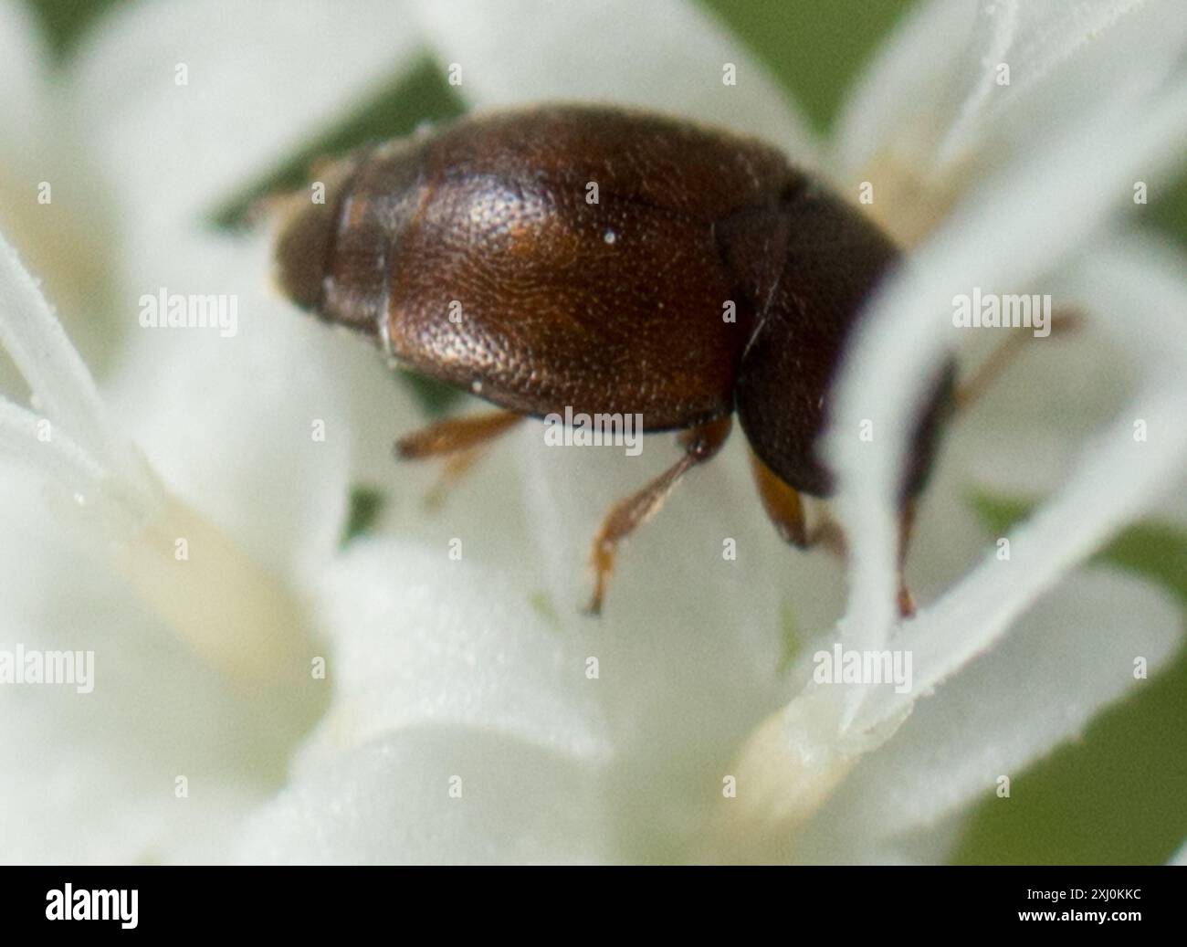 Short-winged Flower Beetles (Kateretidae) Insecta Stock Photo - Alamy